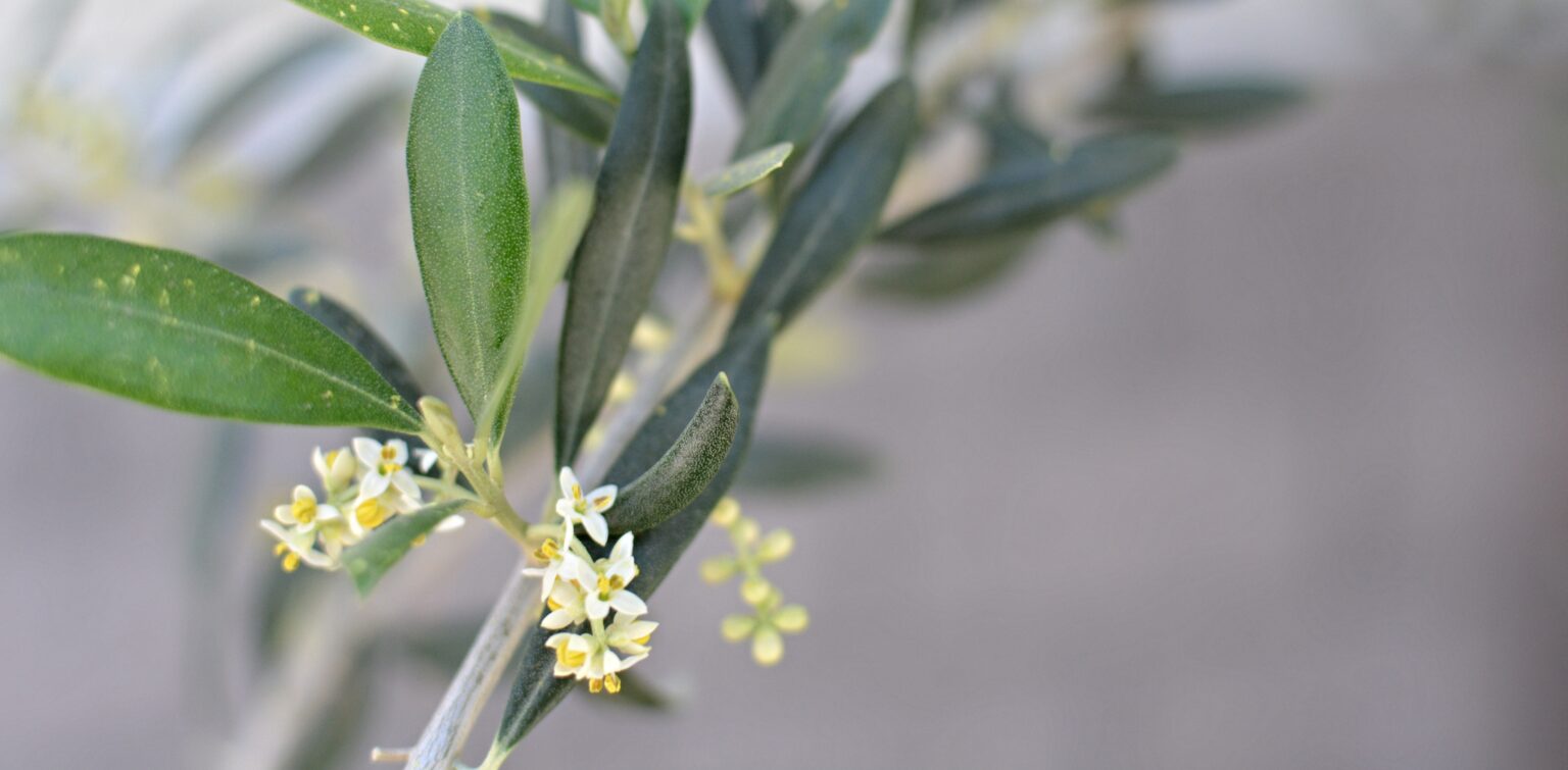 HOW AN OLIVE TREE GETS POLLINATED