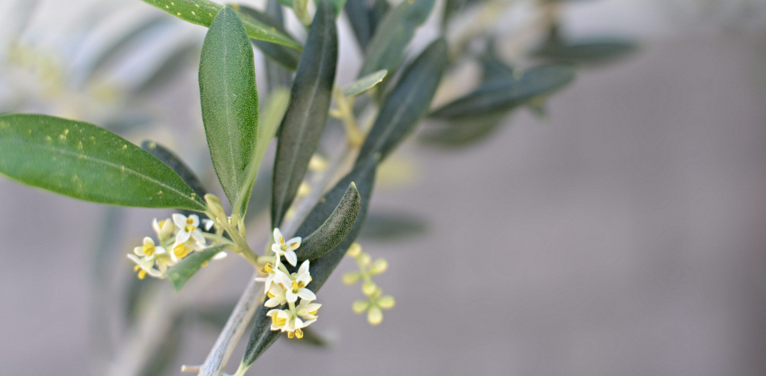 HOW AN OLIVE TREE GETS POLLINATED